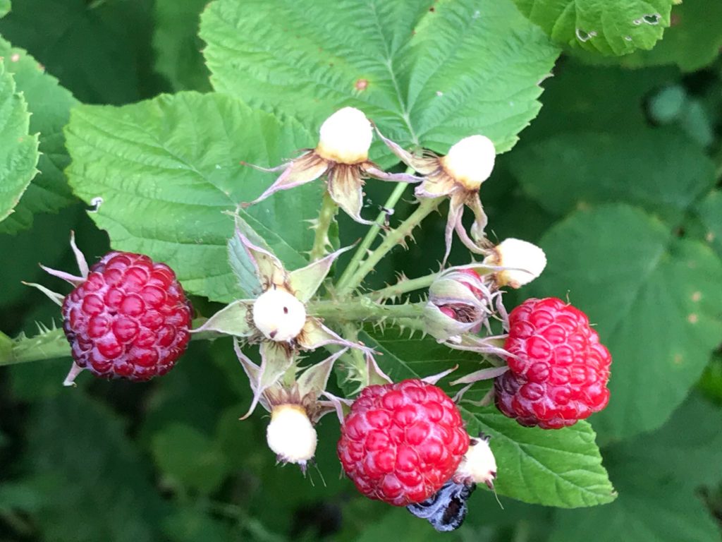 Black Raspberries (Rubus): 2020 Herb of the Year - Countryside